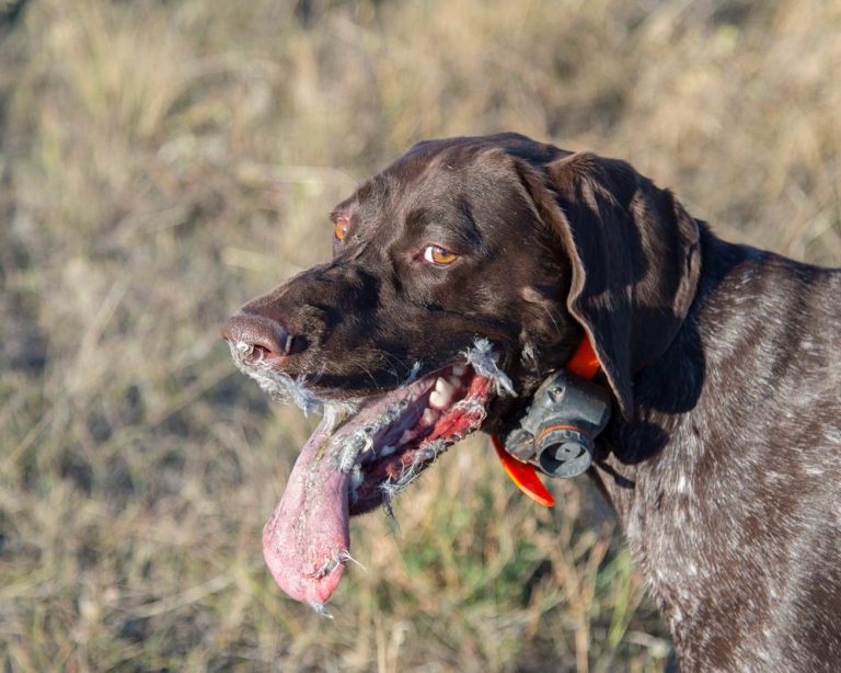 Montana Sharptails | Birdhunter