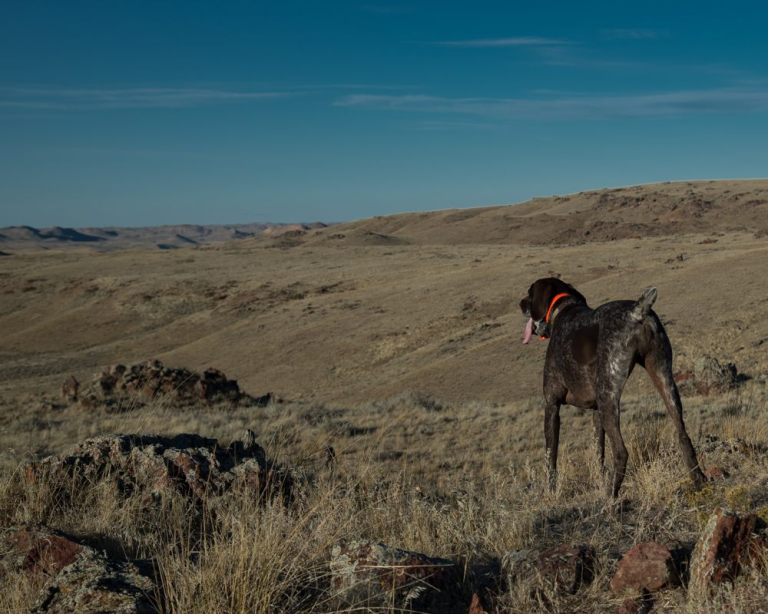 Western Sharptails | Birdhunter