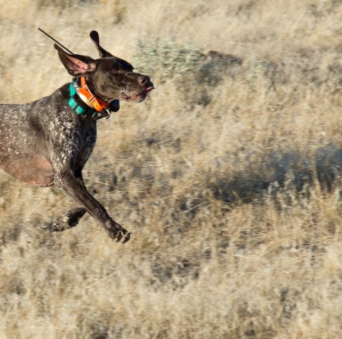 Western Sharptails | Birdhunter
