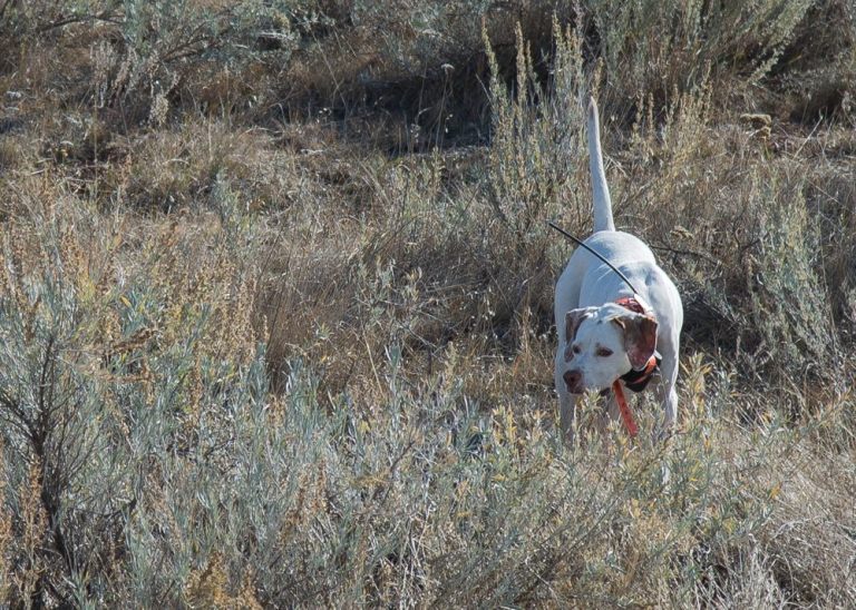 Western Sharptails | Birdhunter