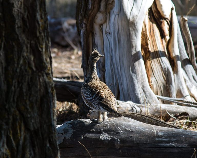 Western Sharptails | Birdhunter