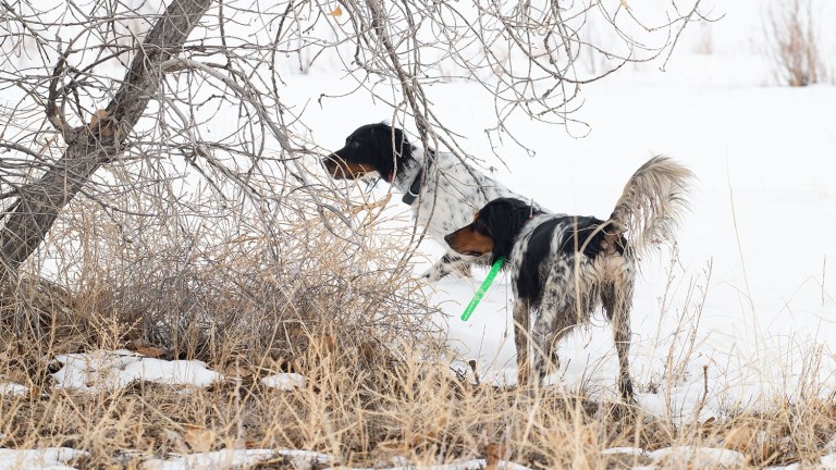 Birdhunter | images from the bird hunting experience