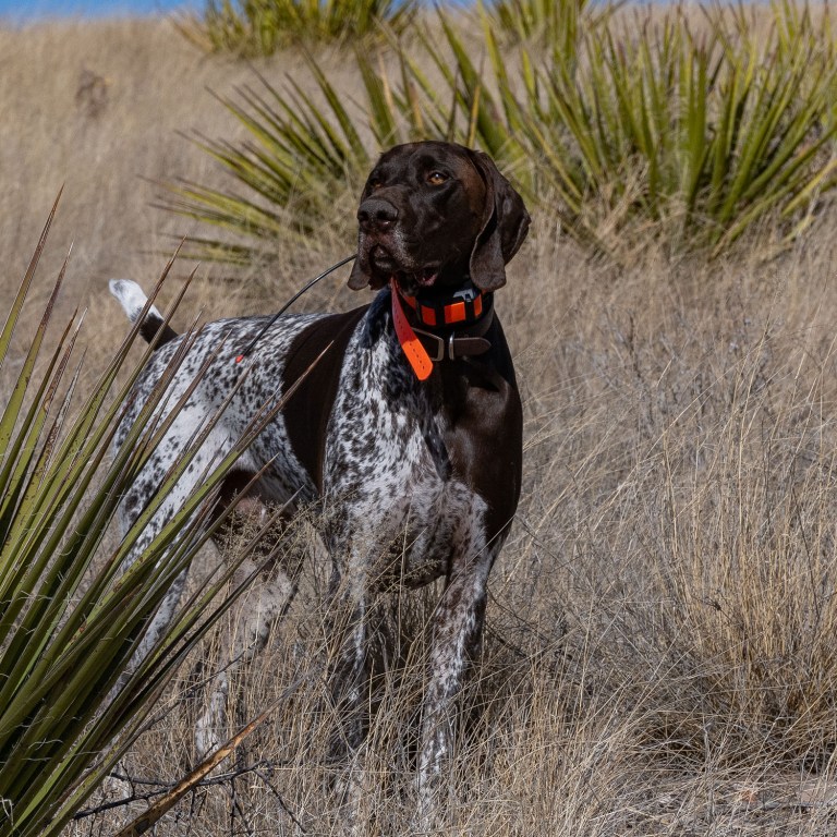 Birdhunter | images from the bird hunting experience