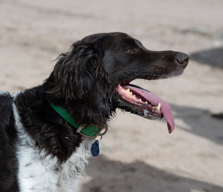 Birdhunter | images from the bird hunting experience