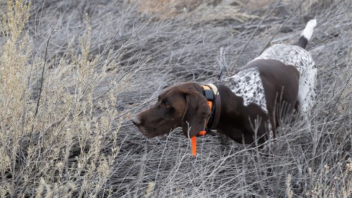 Birdhunter | images from the bird hunting experience