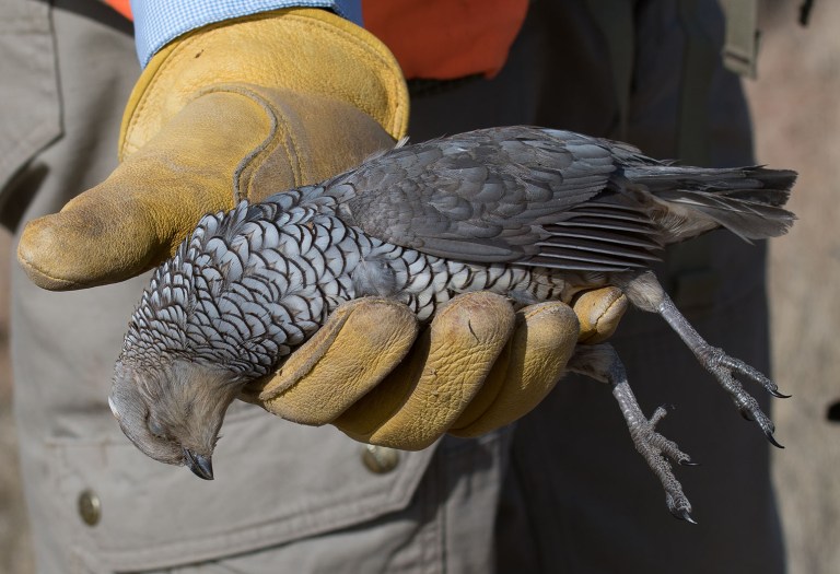 Birdhunter | images from the bird hunting experience