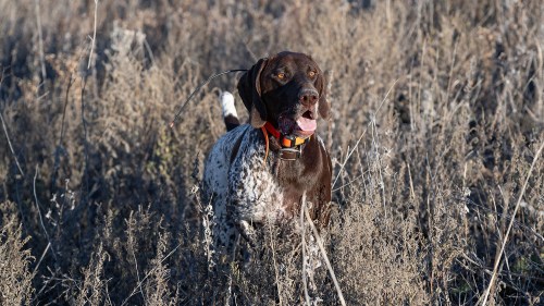 Birdhunter | images from the bird hunting experience