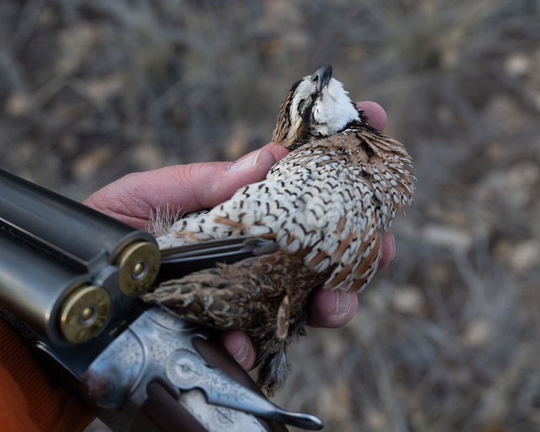 Birdhunter | images from the bird hunting experience