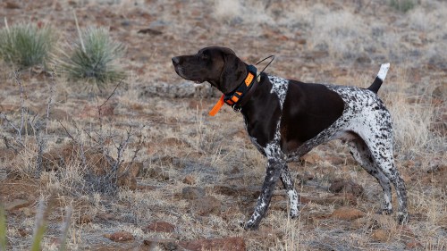 Birdhunter | images from the bird hunting experience