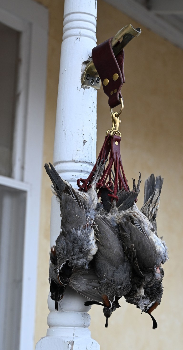 Desert Quail | Birdhunter