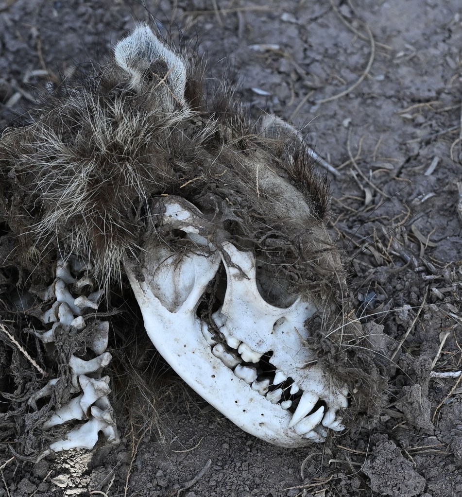 Desert Quail | Birdhunter